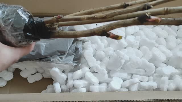 ПИОНЫ. ПОСЫЛКА с ПОСАДОЧНЫМ МАТЕРИАЛОМ.ОБЗОР ЗАКАЗА #пионы #посылка #заказ #сорта #распаковка #весна