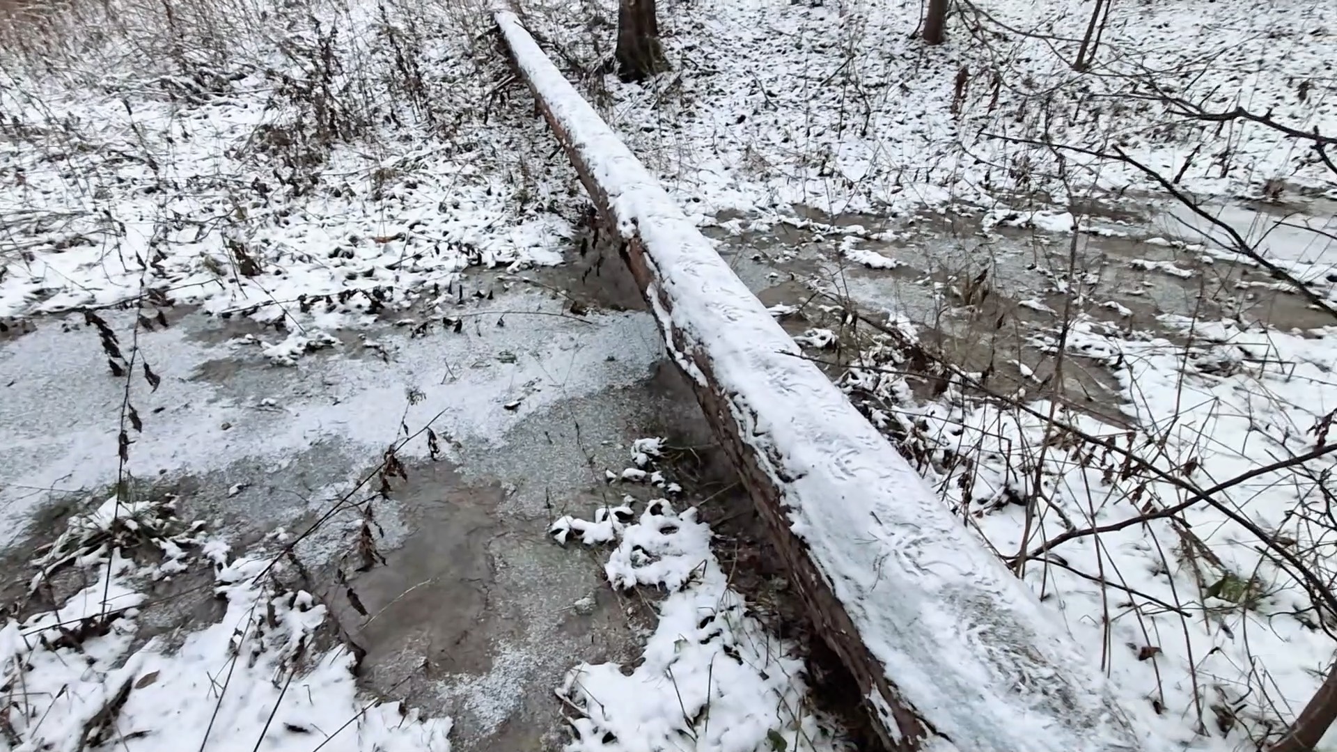 Прогулка по непроходимому лесу: печальная находка и исцеление души.