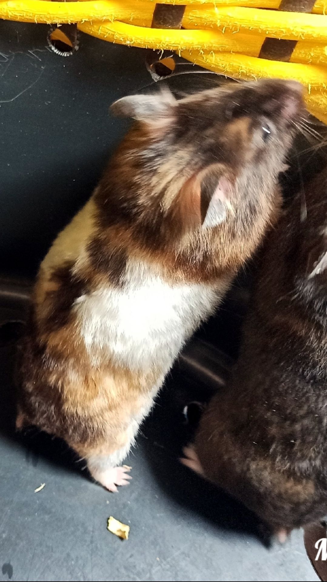 #черепахового_окраса_хомяк +79215950848 #купить_хомяка_продам