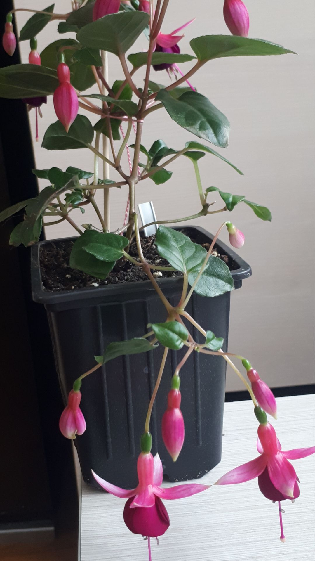 Обзор черенков фуксий, ампельных бегоний и бальзаминов на 11 февраля.