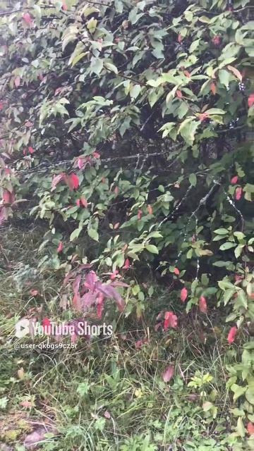 Ленобласть. Хвойное. 03.09.2024. Осень раскрашивает листву деревьев в багрянец