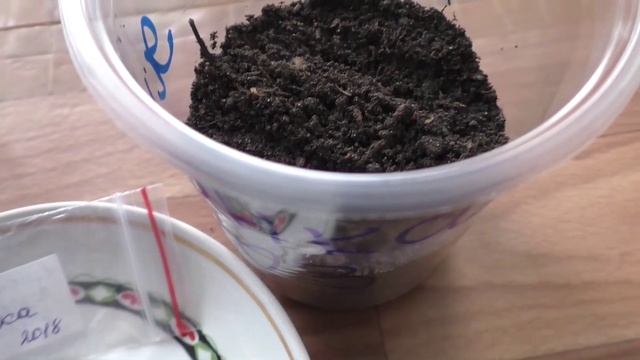 Выращиваю рассаду без пикировки