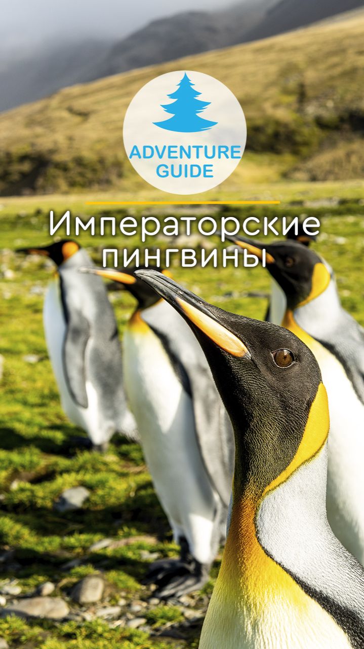 Императорские пингвины