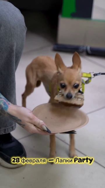 Сегодня «Мистеру Гав» 14 лет 💚