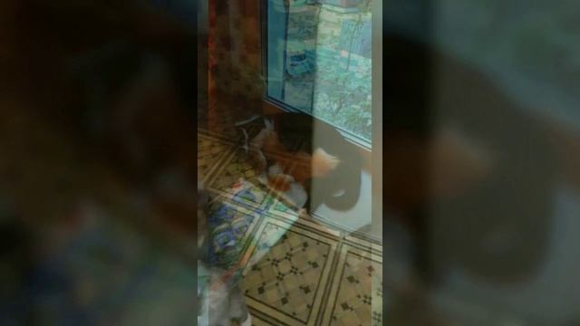 Красавица Сильва! 1 год дома.