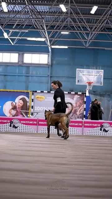 Преса канарио  Валиенте Вито _выстовка_особый статус