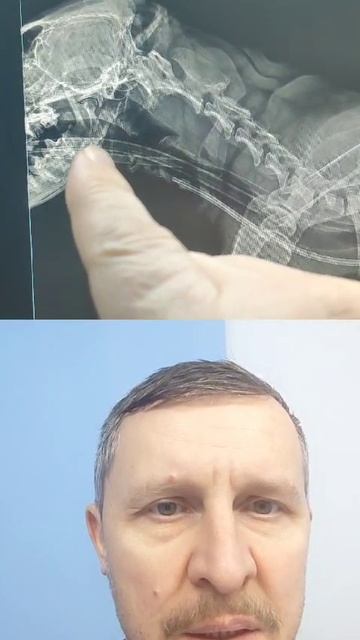 Подготовка животного к гемодиализу