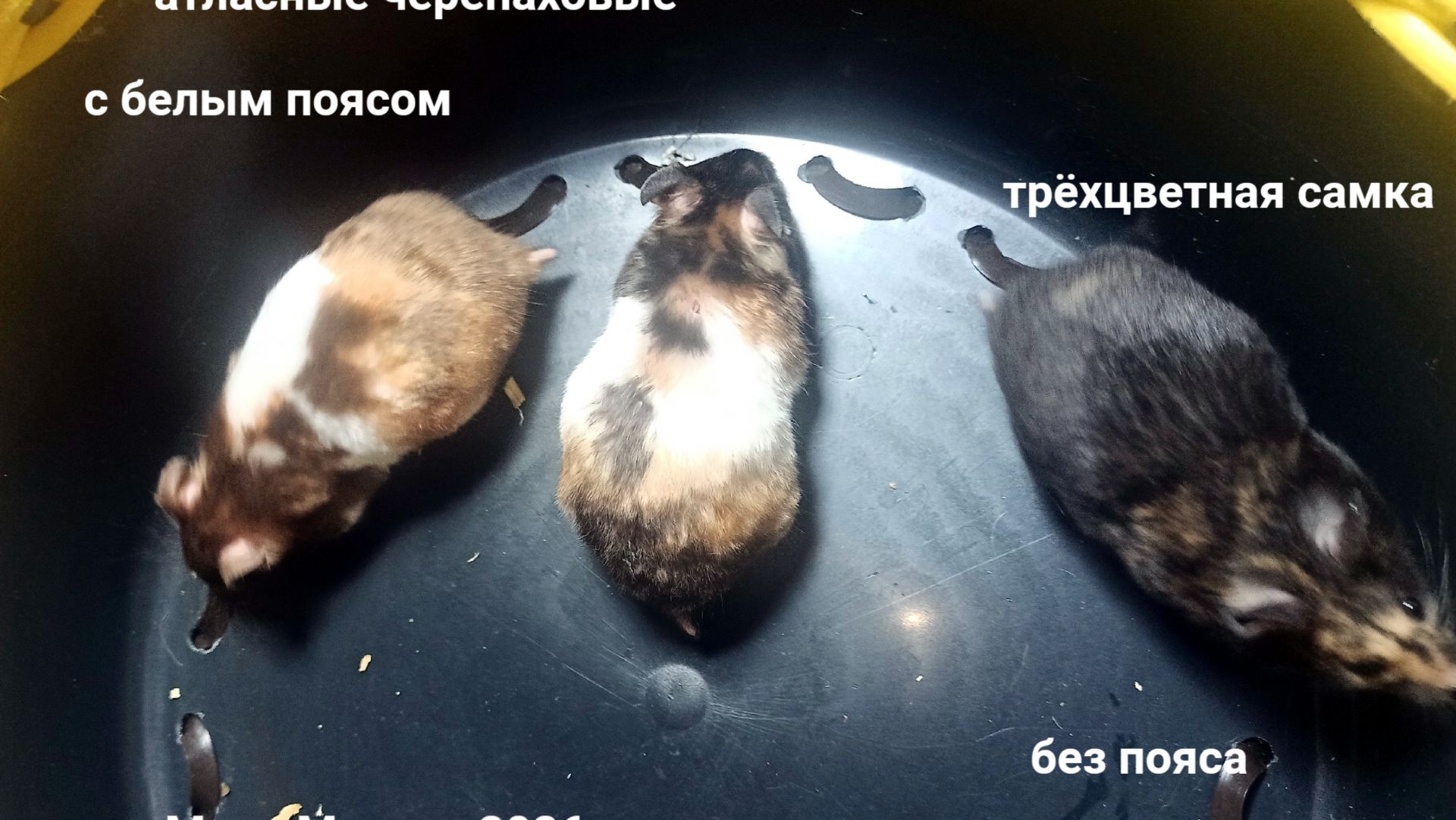 Как меняется окрас черепаховых хомяков с возрастом? #ЦЕНЫ на хомяков +79215950848 #продаю_куплю