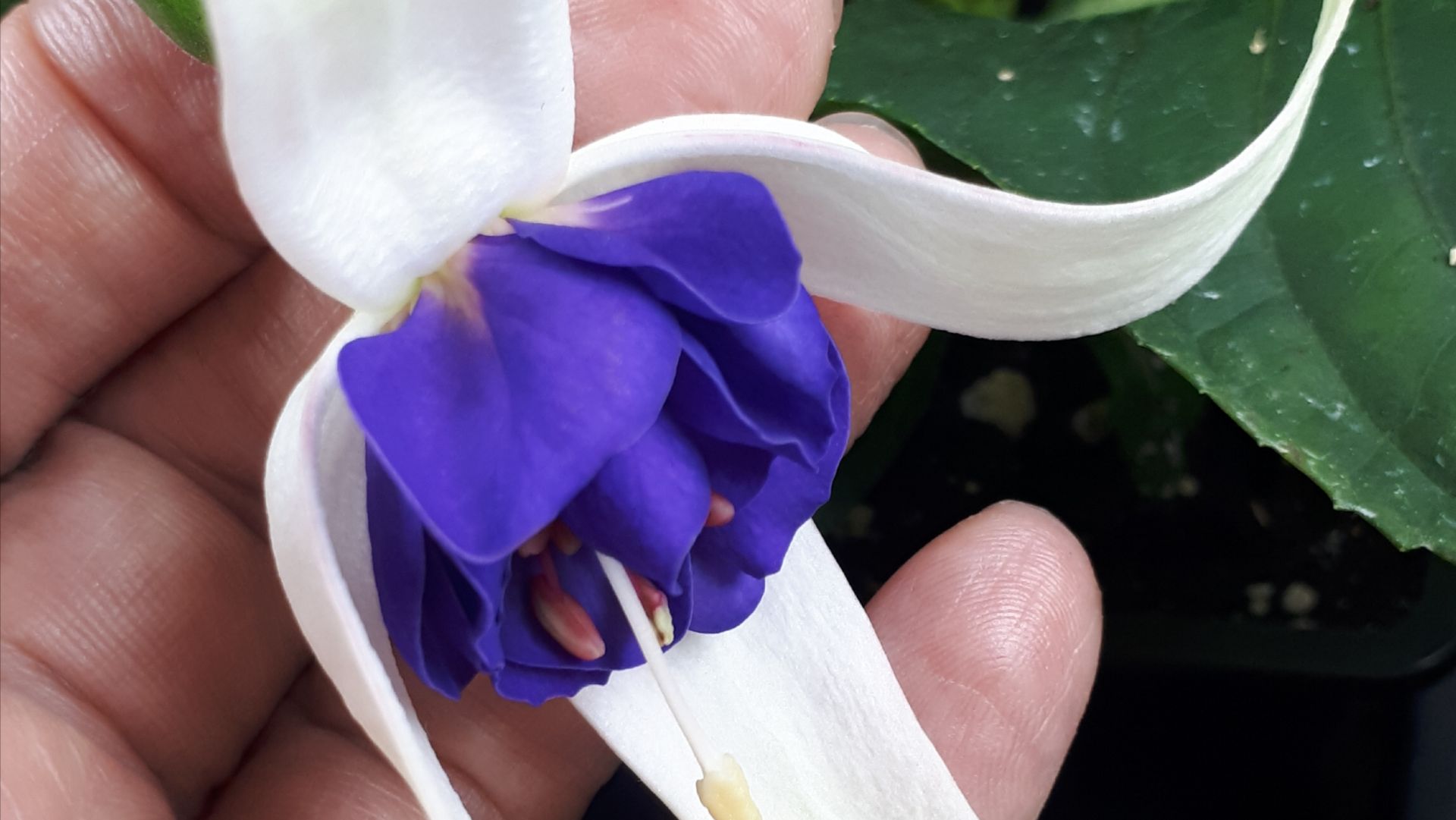 Обзор черенков фуксий на 11 февраля.