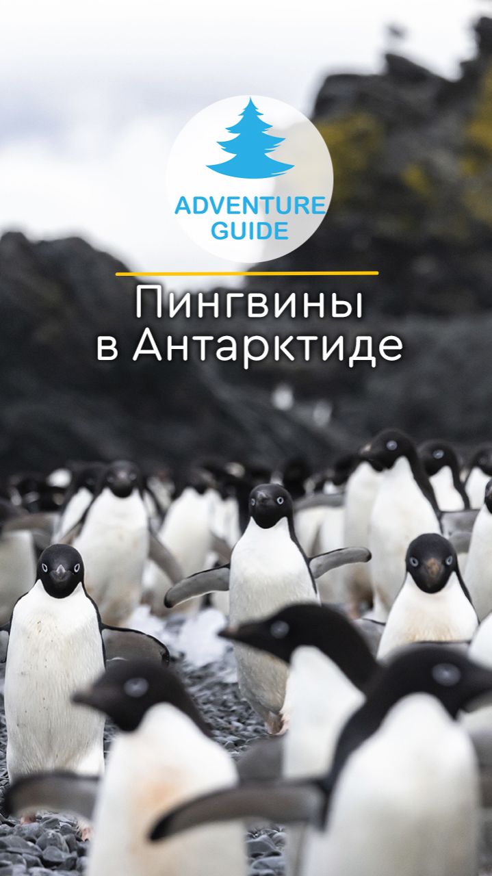 Пингвины в Антарктиде #travel #пингвины