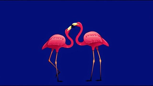 Фламинго 02_encoded