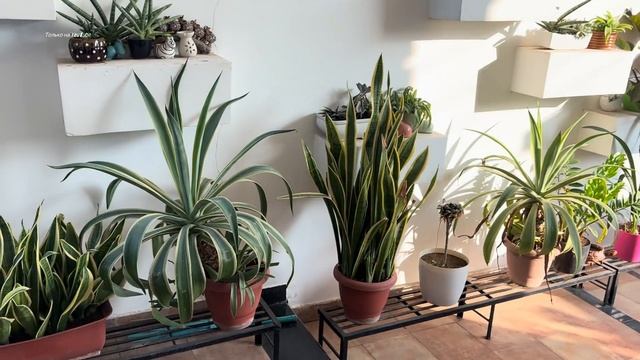 Привет Я Индия/ПРИЕХАЛИ А ТУТ... НАЧАЛИСЬ ЧЕРНЫЕ БУДНИ. ЧТО ПРИВЕЗЛИ... РАЗДАЮ ПОДАРКИ.