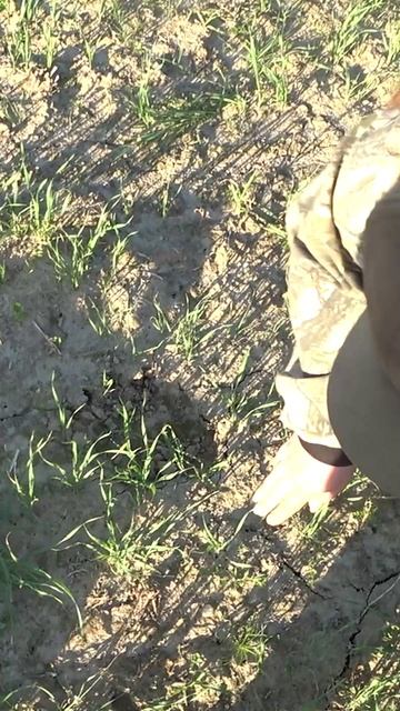 Встретили следы #shorts #леснойкоп #metaldetecting #встреча  #другаяжизнь