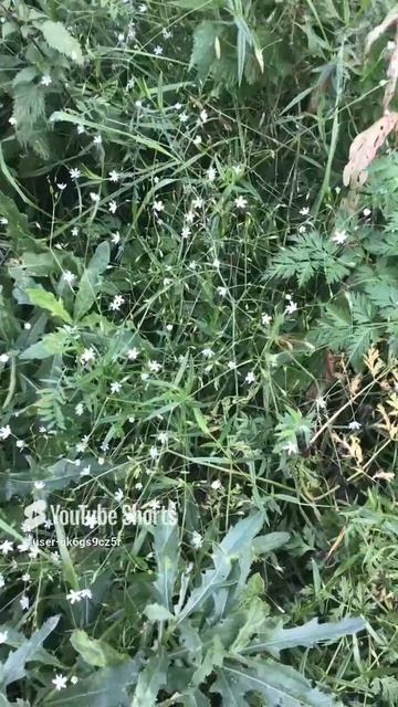 Ленобласть. Хвойное. 01.09.2024. Растение-звездчатка дубравная