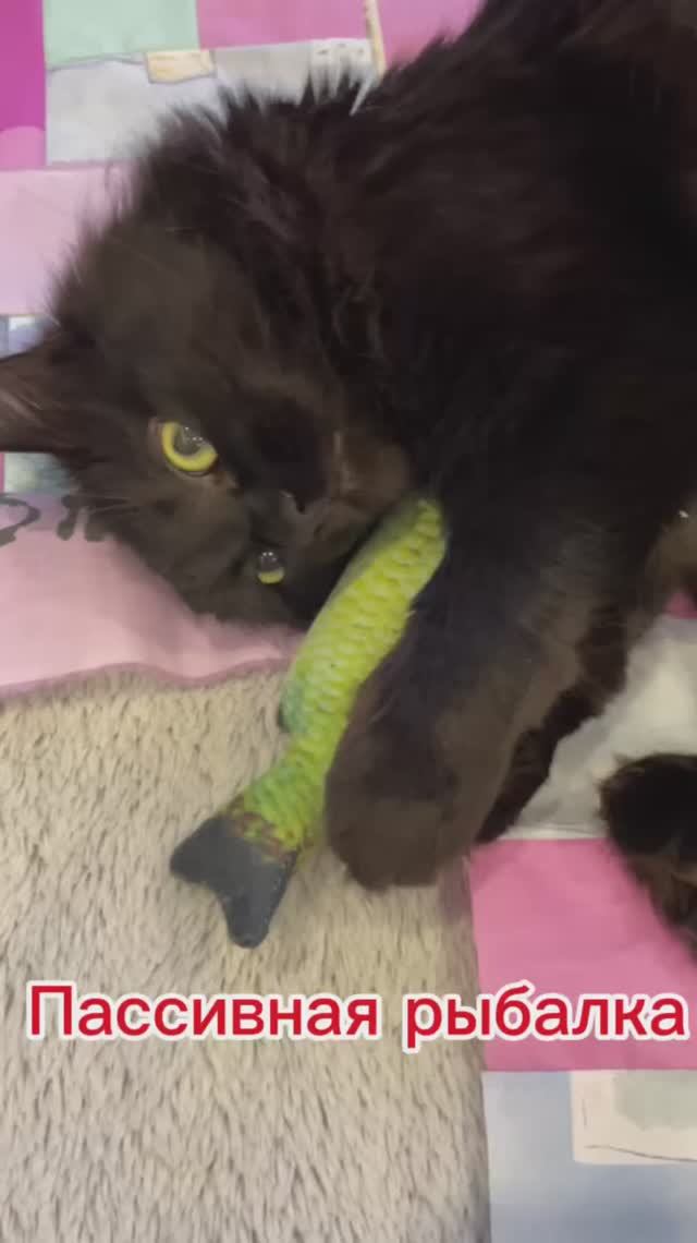 Лень играть #кот #забавные животные #домашние питомцы