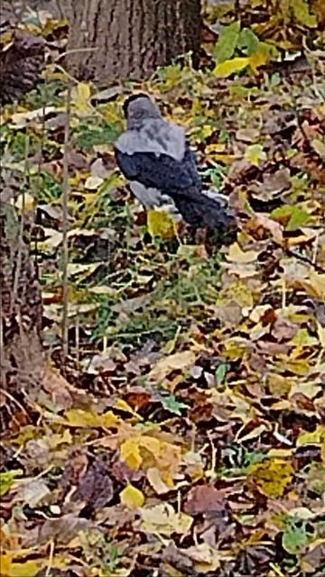 Это моя добыча!