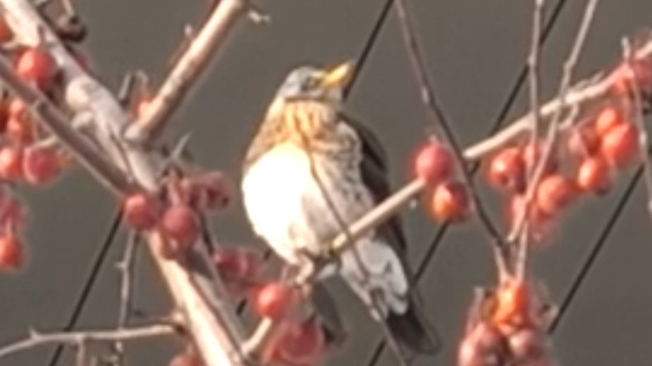 А весна то уже близко☺ Дрозд-рябинник. Просто о жизни 10.02.2026