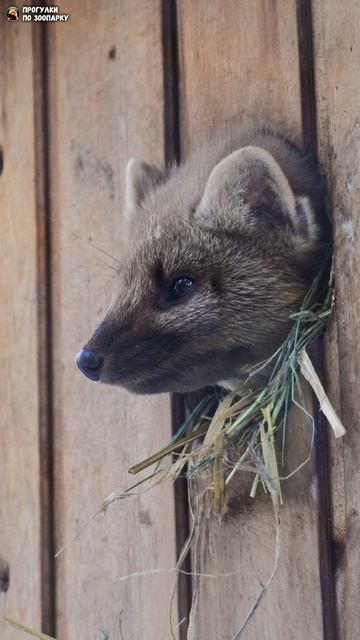 Куница выглянула из домика проверить погоду. Новосибирский зоопарк