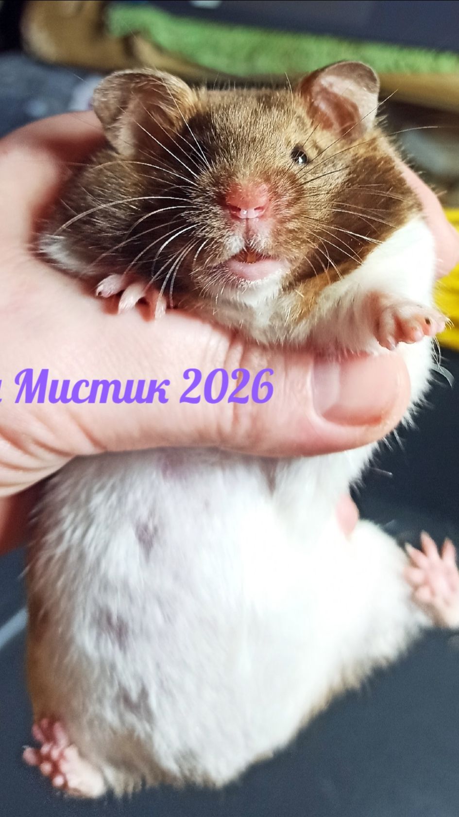 #трехцветные_атласные_хомяки +79215950848 #продам_хомяка_куплю