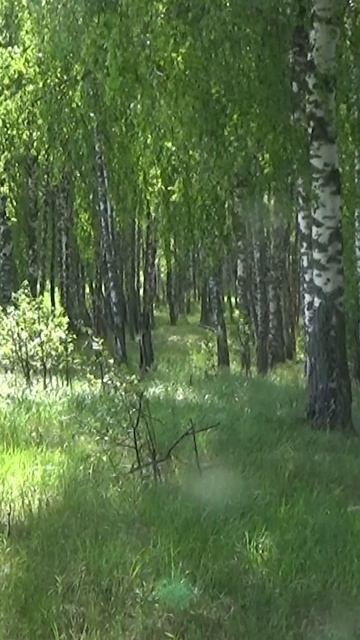 Снова ностальгия #shorts #находкисметаллоискателем #другаяжизнь #metaldetecting #природа