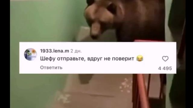 Вместо Белочки пришел ее друг