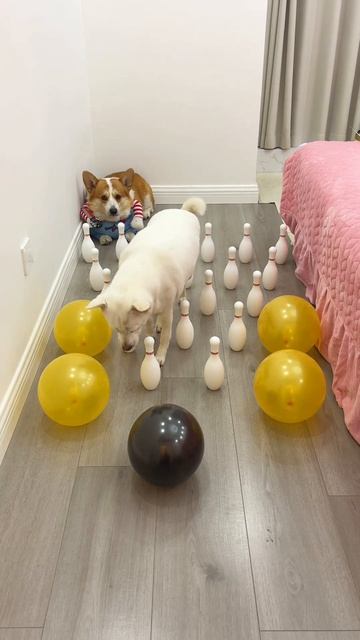 Корги пофиг Будь как корги