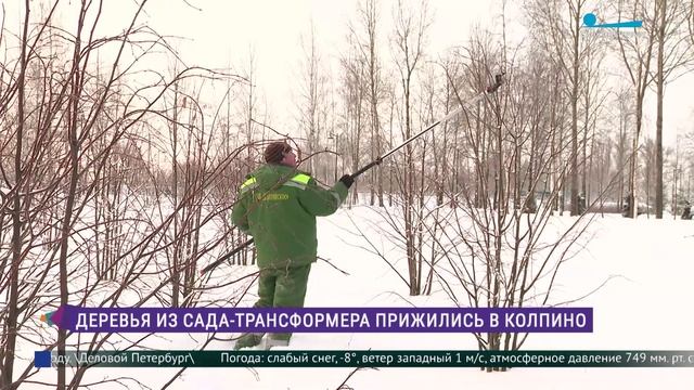 Прижились ли деревья из сада-трансформера в Колпино?