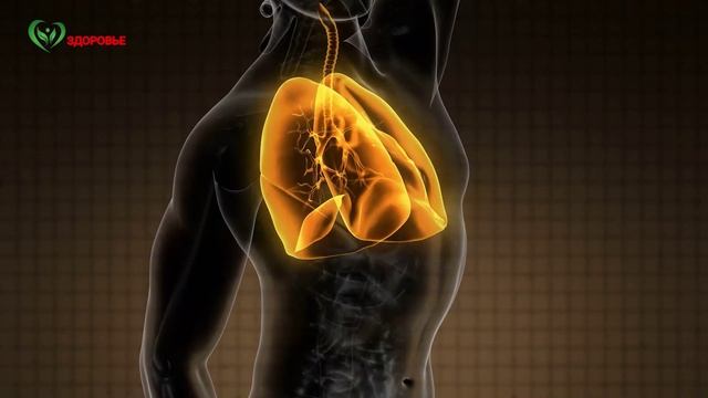 Здоровье 11,02,26 автор  Танзила Пугоева