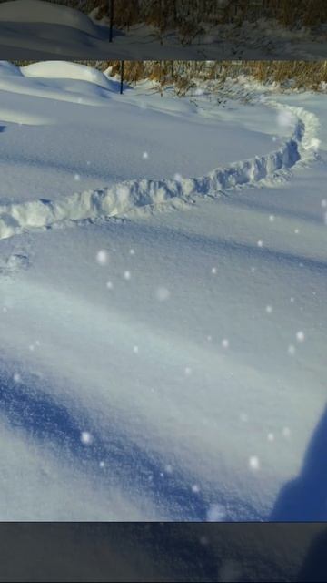 Тропинка в снегу