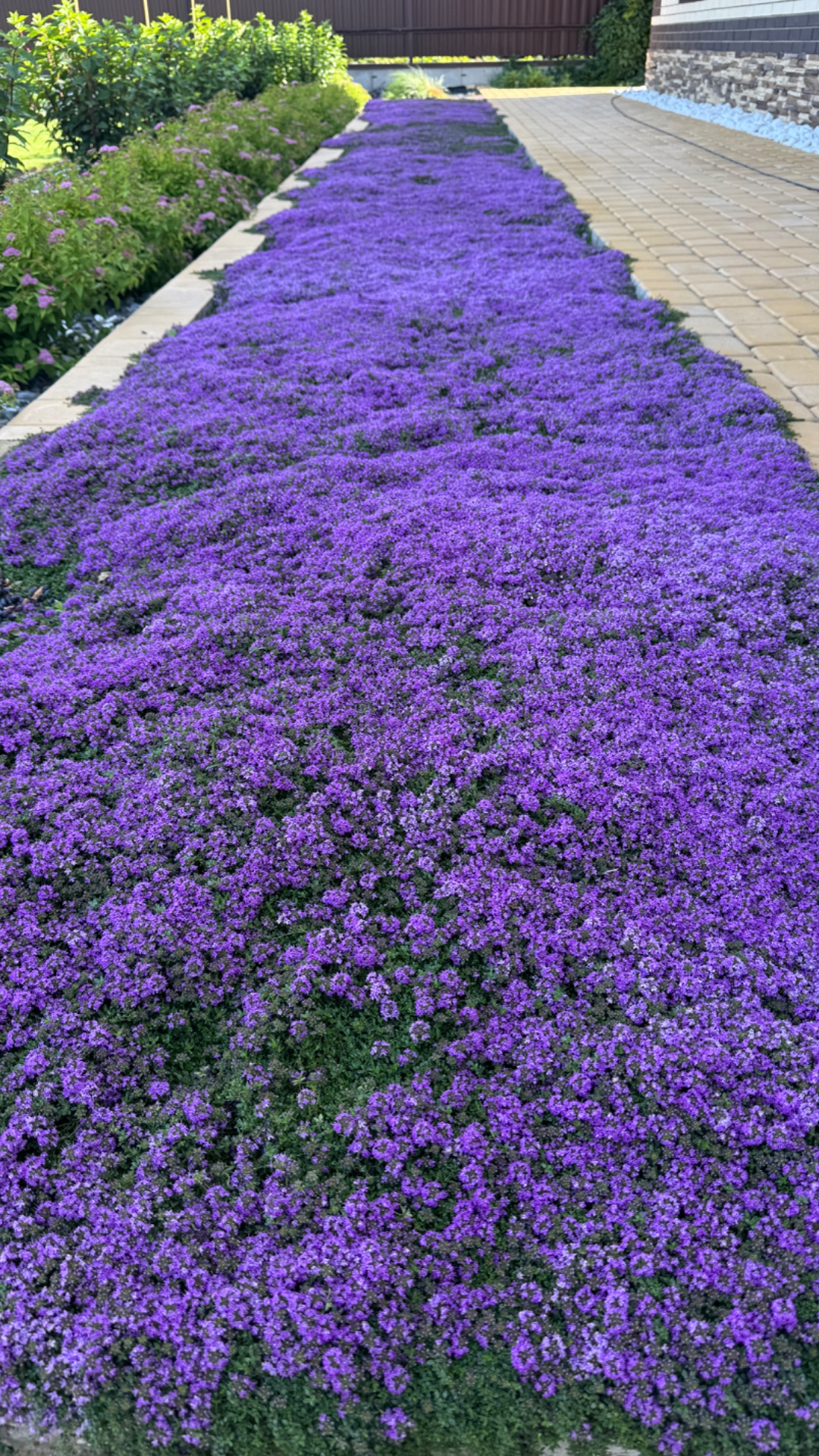 Тимьян декоративный