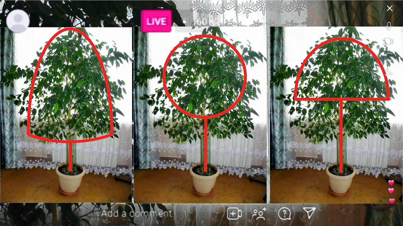 Стрижка фикуса Бенджамина (НИВАКИ).