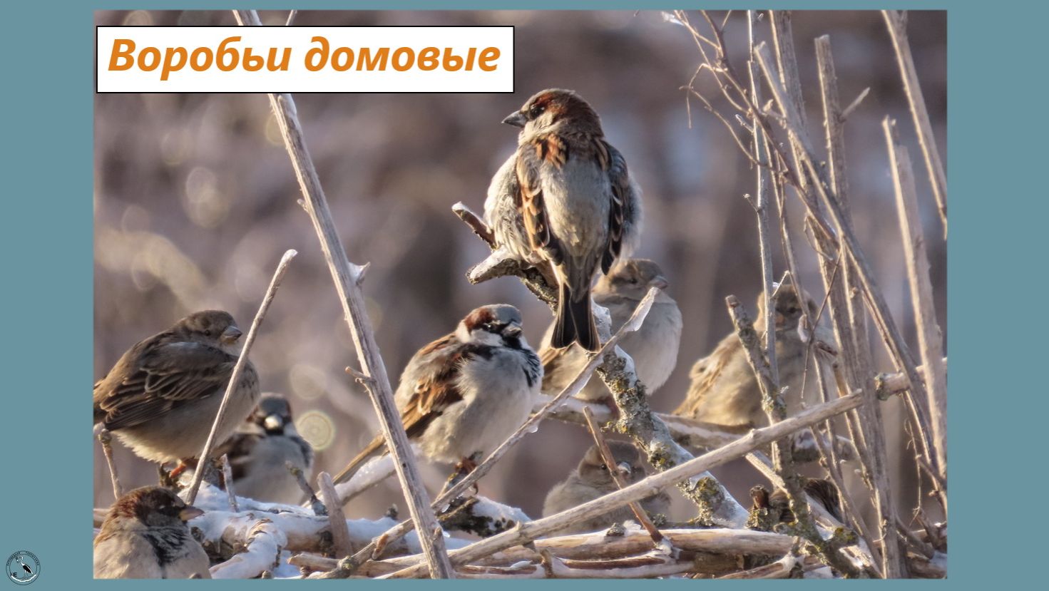 Воробьи домовые - верные спутники человека.