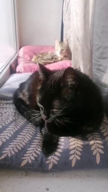 КОТЫ КУЗЯ И МАСИК И КОШКА МУСЬКА _2026-02-11_13-01-34