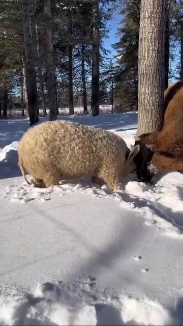 Кудрявые поросята