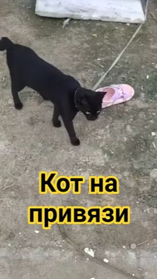 Чёрный котяра на привязи как собака #жизньнафилиппинах #семьявместе #cat #филиппины