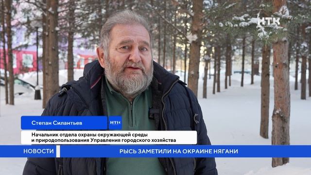 Рысь заметили на окраине нягани