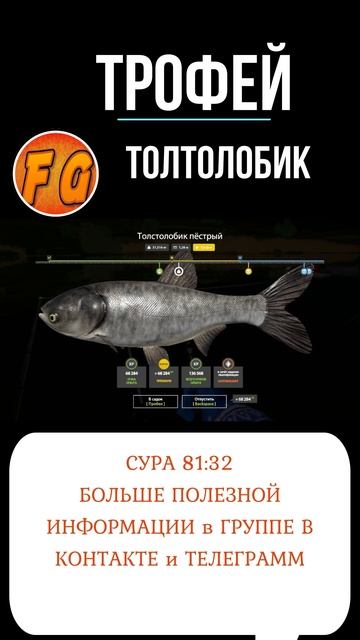 ТРОФЕЙ ТОЛСТОЛОБИК ПЕСТРЫЙ р. Сура. Русская рыбалка 4. рр4. #russianfishing4