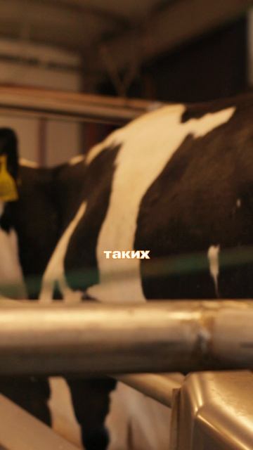 Генетический импорт: почему вместо живого скота фермеры выбирают эмбрионы?