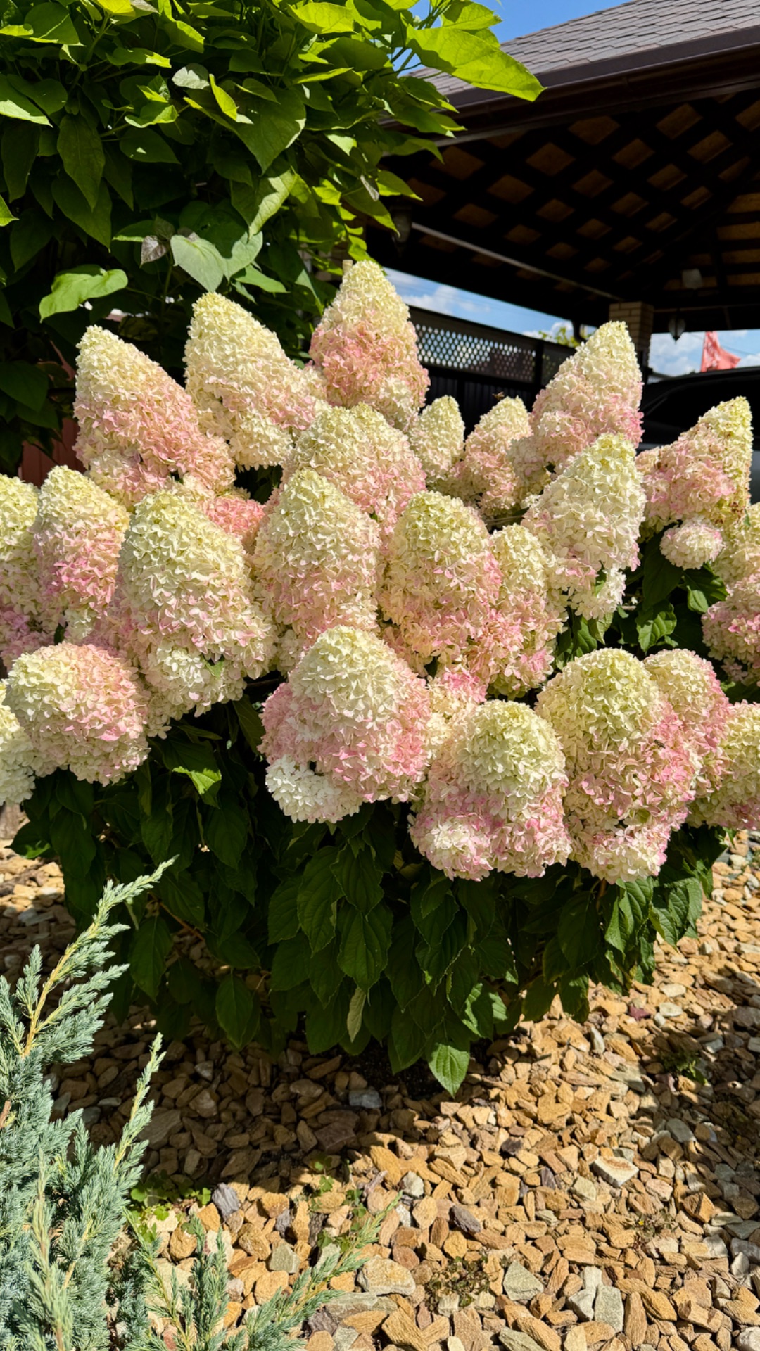 Гортензия метельчатая Саммер Лав Summer Love