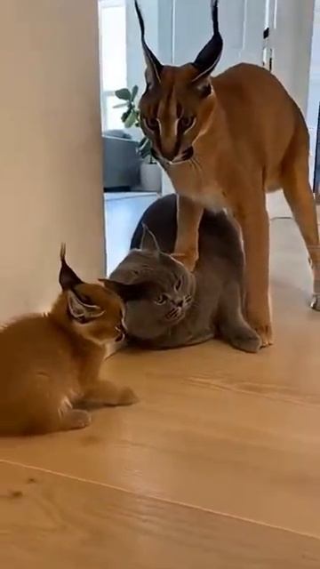Caracal Mother Explodes to Protect Her Kitten