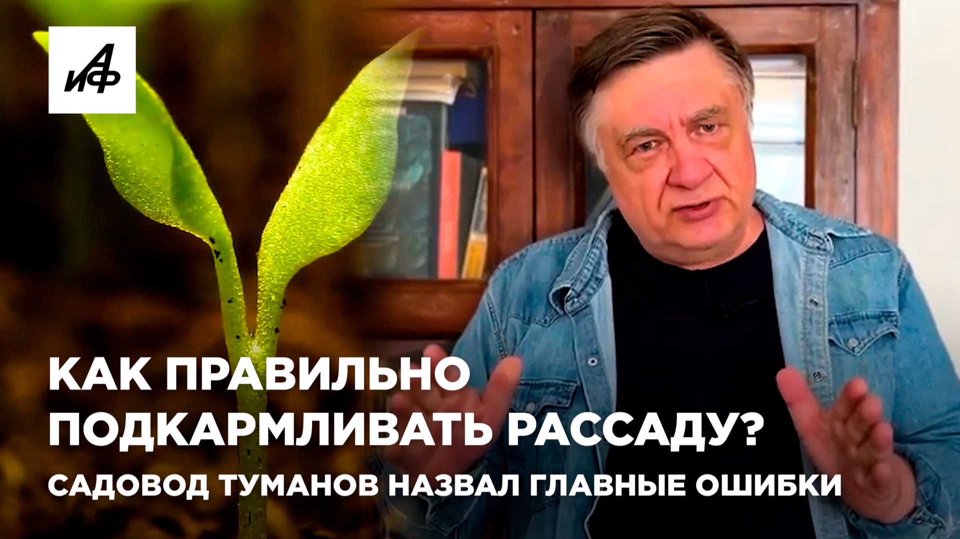 Как правильно подкармливать рассаду? Садовод Туманов назвал главные ошибки