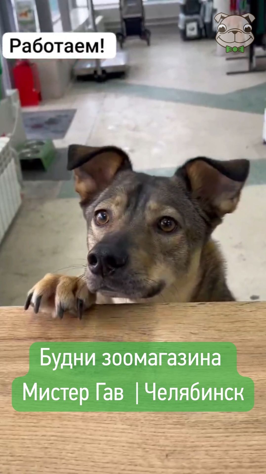 Хвостатые гости в зоомагазине «Мистер Гав» | Челябинск