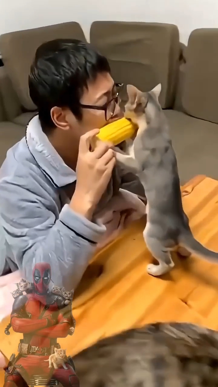 Если в доме нет Кота В доме жизнь уже не та… Не уютно… Не теплее, Хоть и греют батареи… 😼🫶😎