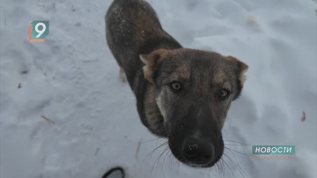 Новости Старого Оскола от 11 февраля