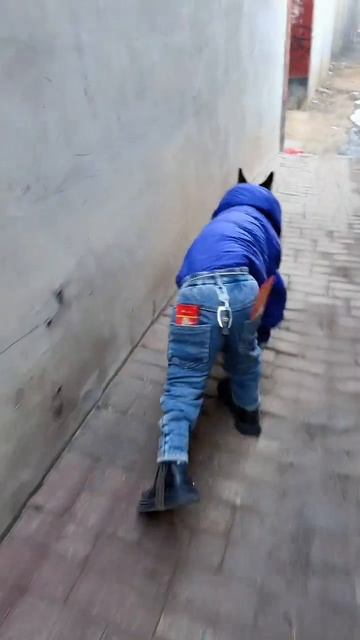 Смешные питомцы: минутка позитива и милоты 😄🐾