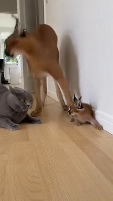 Alpha Female Energy Completely Fills The Room cat dog funny shortviral