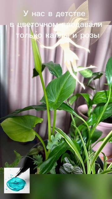 🤩 Переехала в Севастополь и осуществила свою мечту! Зацените, как вам?! #крым  #севастополь #цветы