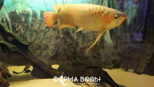 «Изумрудный лес», Пресноводный аквариум 1300 литров, Красная Арована