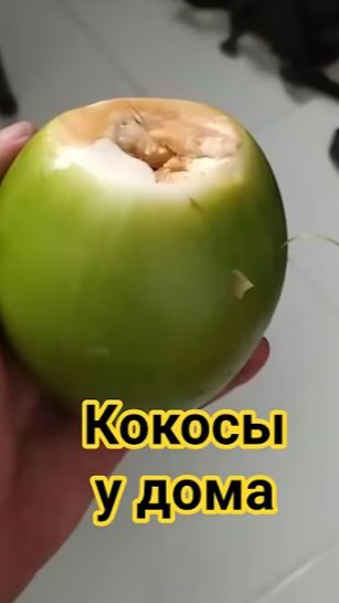 Кокосы прямо у дома #жизньнафилиппинах #семьявместе #филиппины