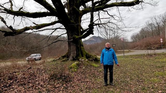 Священный дуб Мачмэз тхачегу. Комплекс Большой Псынако в составе Геопарка Туапсе.